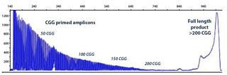 Scibiochem: PCR sizing and Triplet-primed PCR (TP-PCR)