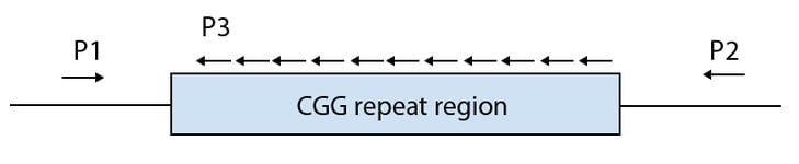 Scibiochem: PCR sizing and Triplet-primed PCR (TP-PCR)