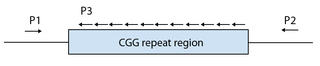 Scibiochem: PCR sizing and Triplet-primed PCR (TP-PCR)