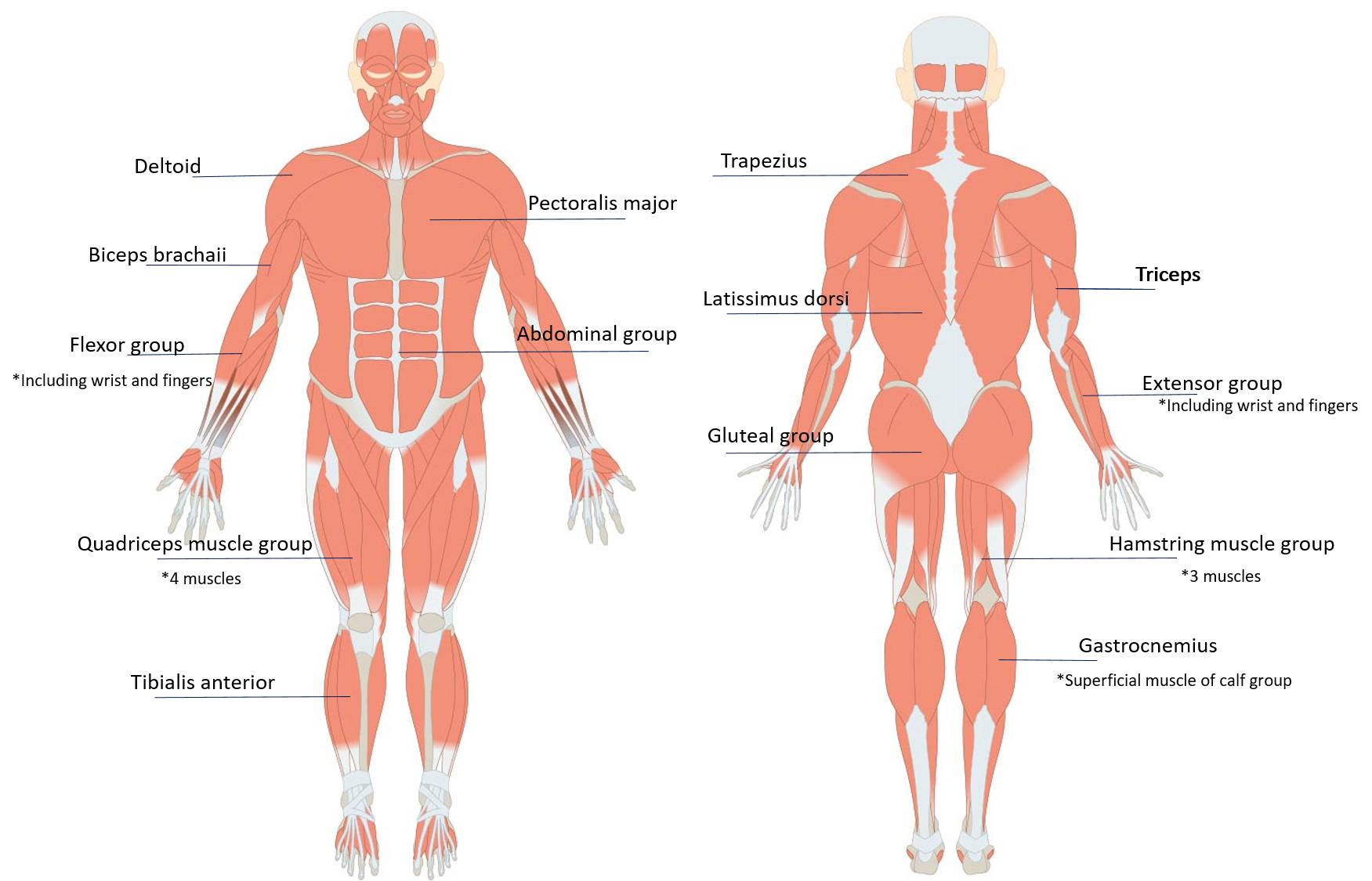 The Musculoskeletal System