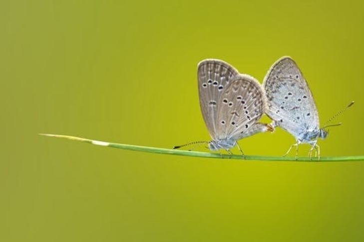 Organisms as Russian dolls