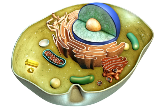 Cells – the basis of life! Key learnings