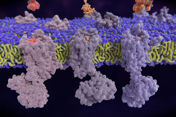 The endogenous opioid system