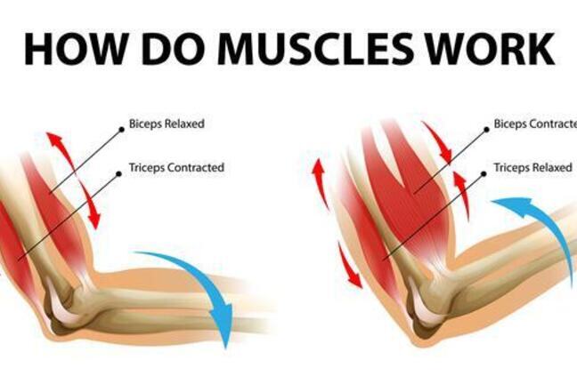 Muscle Contraction Overview Animation