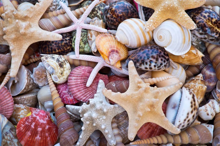 Which benthic invertebrate are you?