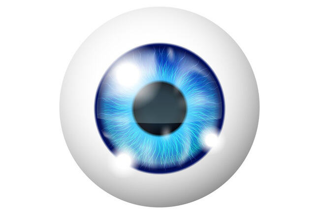 3D Model of the Eye