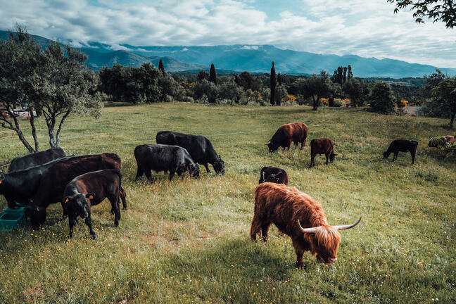 Impact of grazing on the final product
