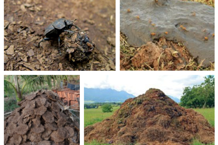 Intralingual and intersemiotic translation