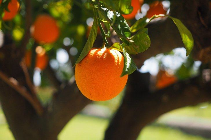 Low hanging fruit
