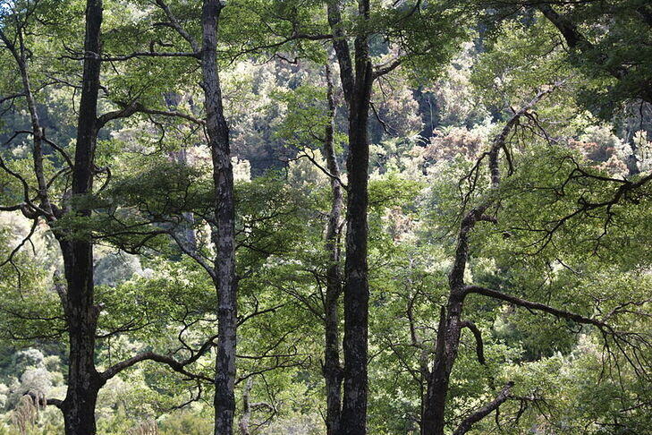 What are the parts of a tree called?