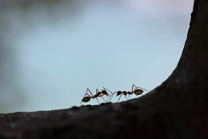 Cooperation in nature